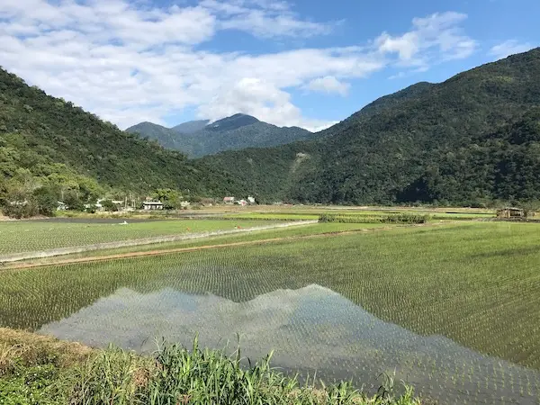 The wonder of rice fields