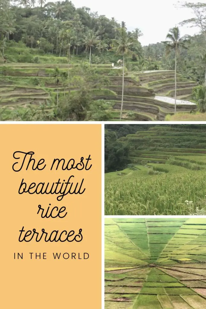 The wonder of rice fields