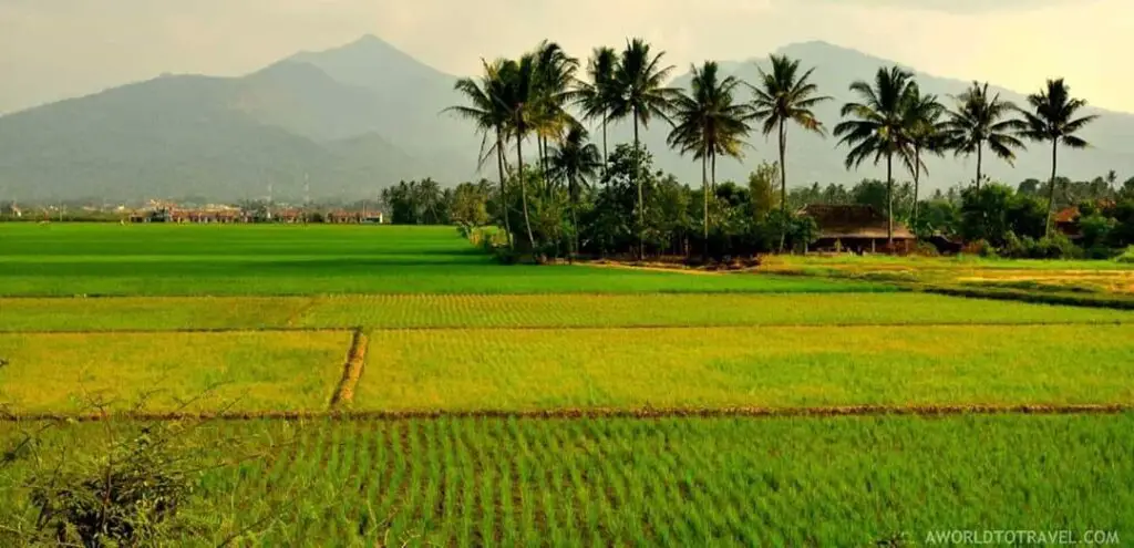 The wonder of rice fields