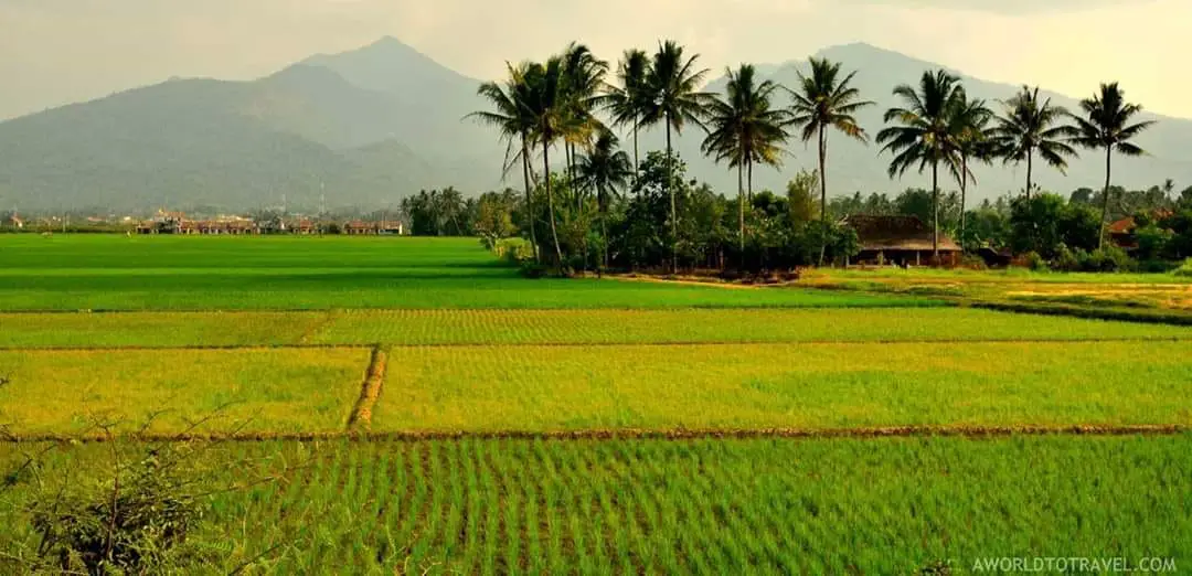The wonder of rice fields