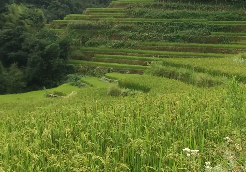 The wonder of rice fields